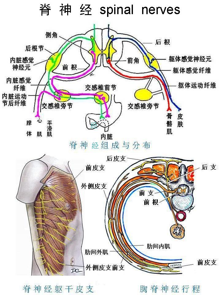 1脊神经 - 董炘解剖教学网